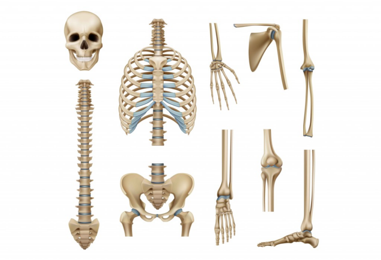 Are Teeth Considered Bones? Dentists Answer - Web DMD