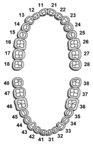 A Guide to Teeth Numbers in Canada - Web DMD