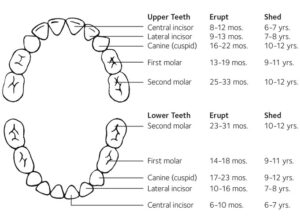 Do Baby Teeth Have Roots? - Web DMD