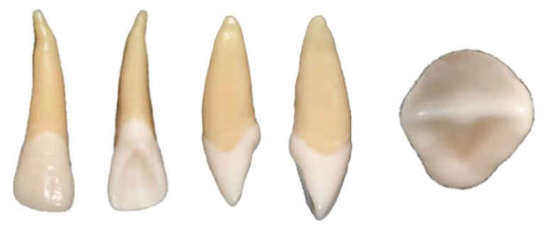 Incisor Teeth: Everything You Need to Know - Web DMD