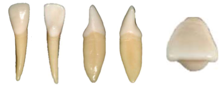 Incisor Teeth: Everything You Need to Know - Web DMD