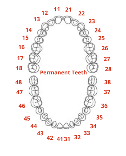 Teeth Numbers Guide: Everything to Know About Your Teeth - Web DMD