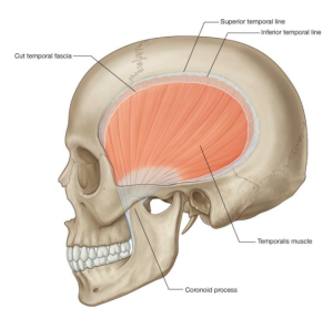The Temporalis Muscle - Web DMD
