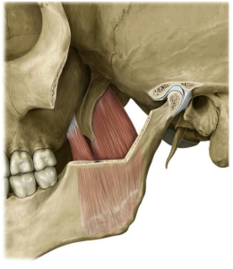 Medial Pterygoid Muscle - Web DMD