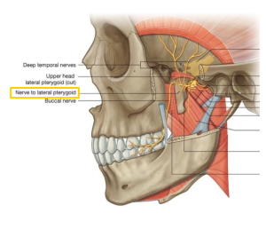 Lateral Pterygoid Muscle - Web DMD
