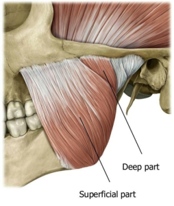 Masseter Muscle - Web DMD