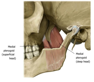 Medial Pterygoid Muscle - Web DMD