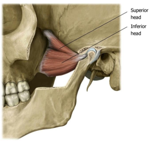 Understanding the Muscles of Mastication - Web DMD