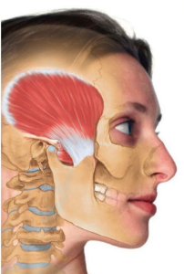 The Temporalis Muscle - Web DMD
