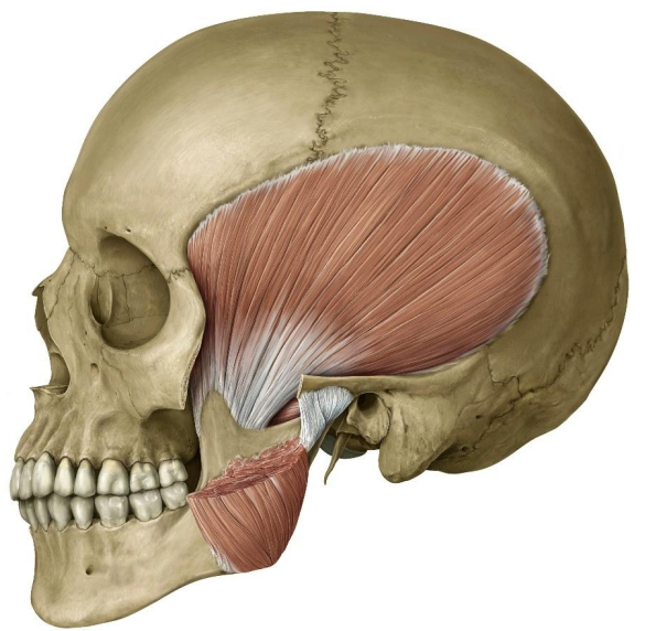 The Temporalis Muscle - Web DMD
